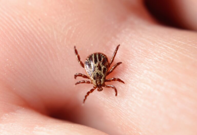 Signs, Causes & Prevention of Tick Infestations at Home